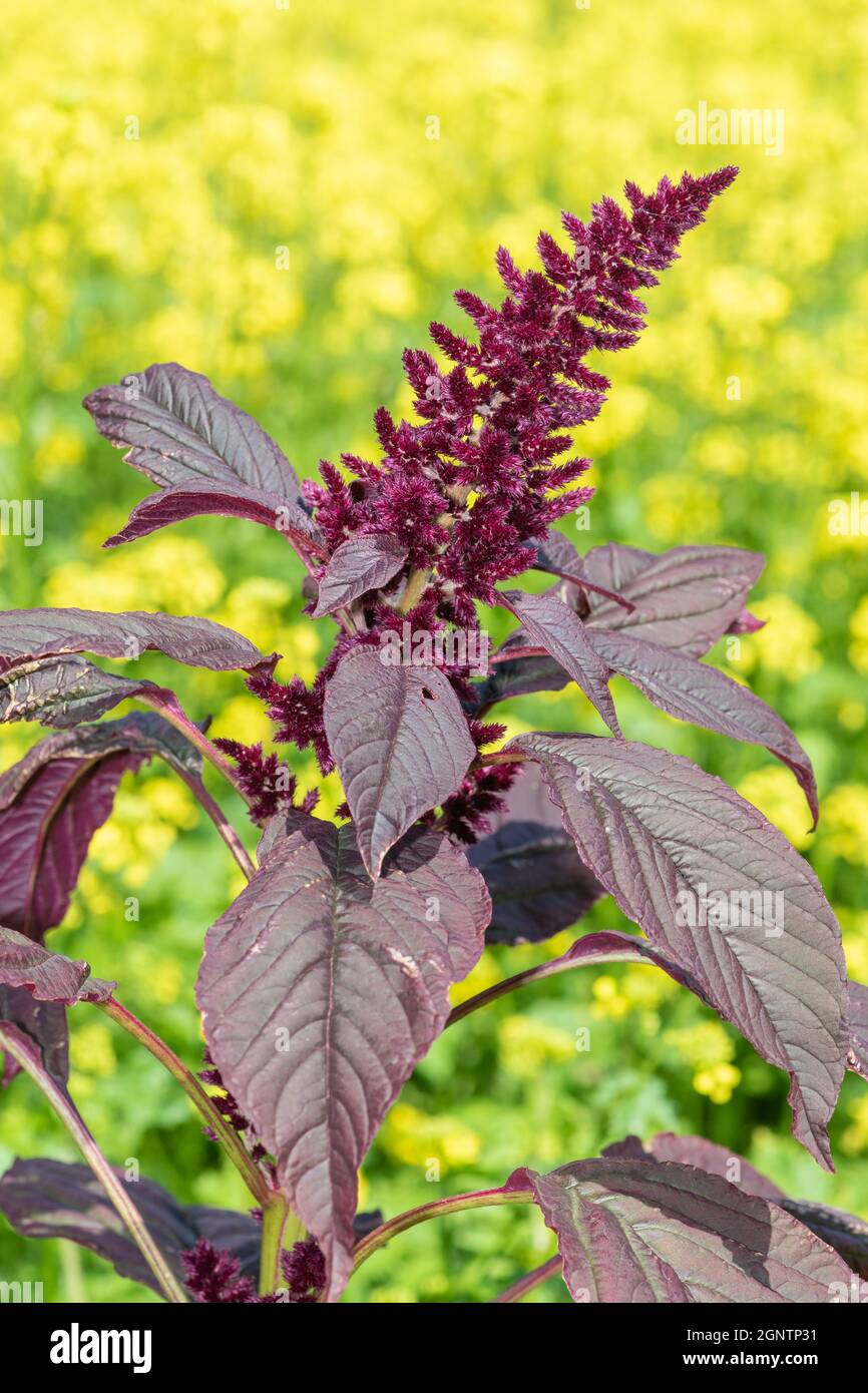 Princes feather amaranthus hypochondriacus hi-res stock photography and ...