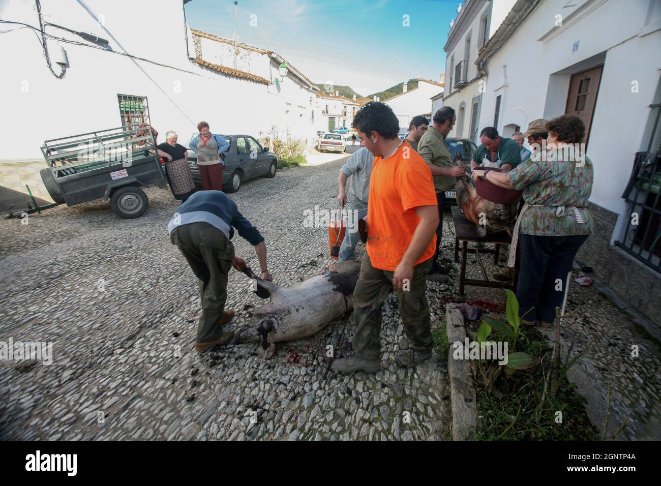 La Matanza: a traditional Spanish pig slaughter observed in Alajar ...
