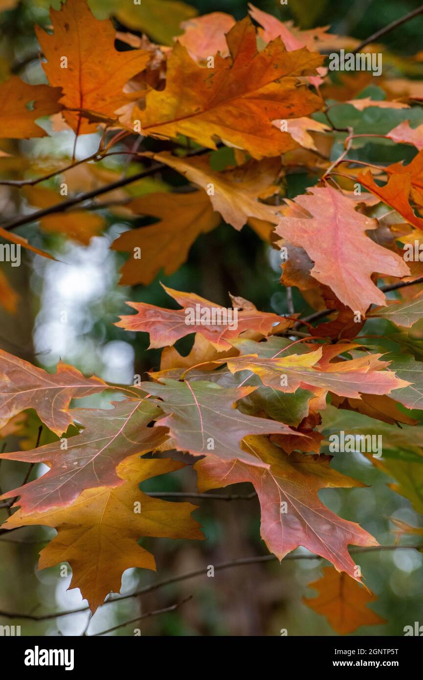 autumn coloured oak leaves on an oak tree. beautiful autumnal colouring ...