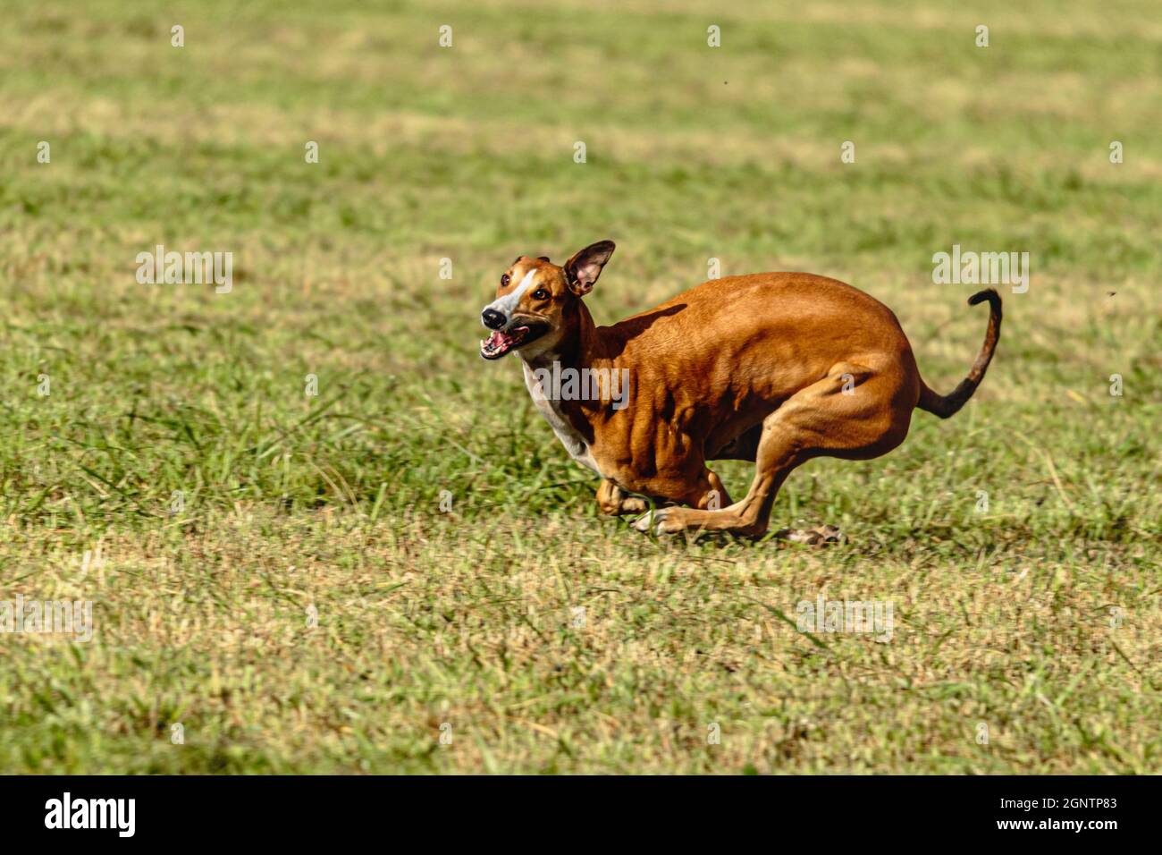 Greyhound dog running and chasing lure on green field Stock Photo - Alamy