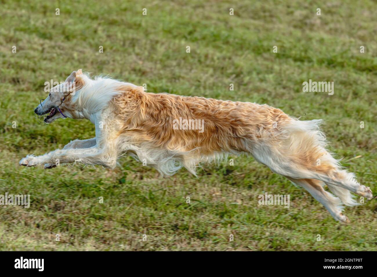 Borzoi Dog Running And Chasing Lure On Green Field Stock Photo Alamy