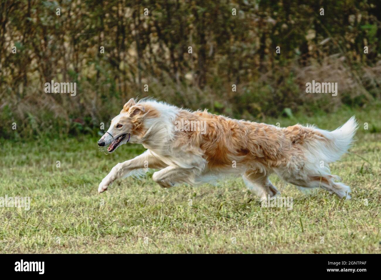 Borzoi Running