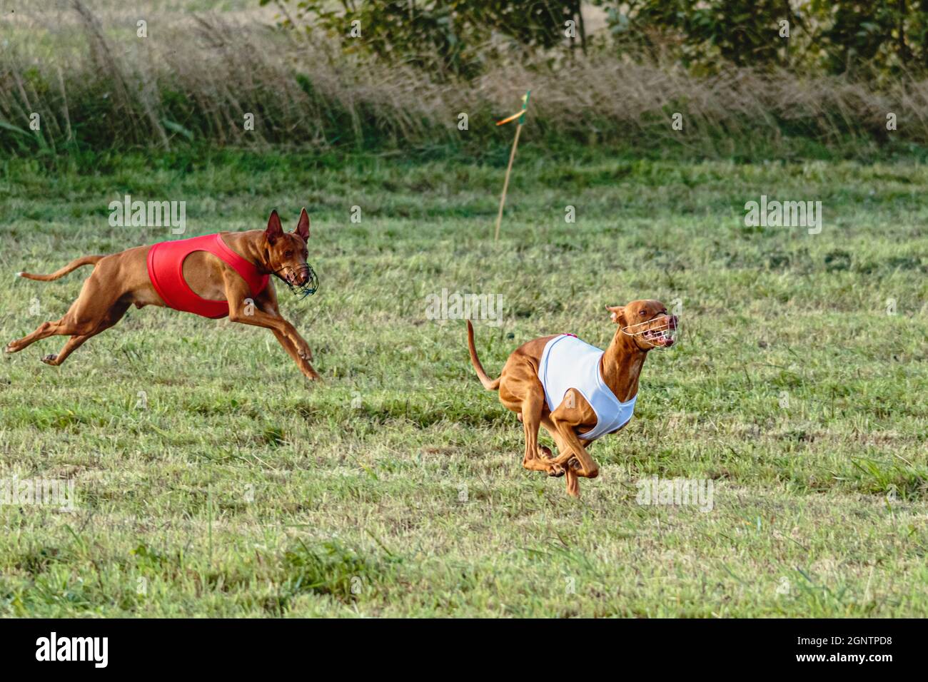 Hound dogs running hi-res stock photography and images - Alamy