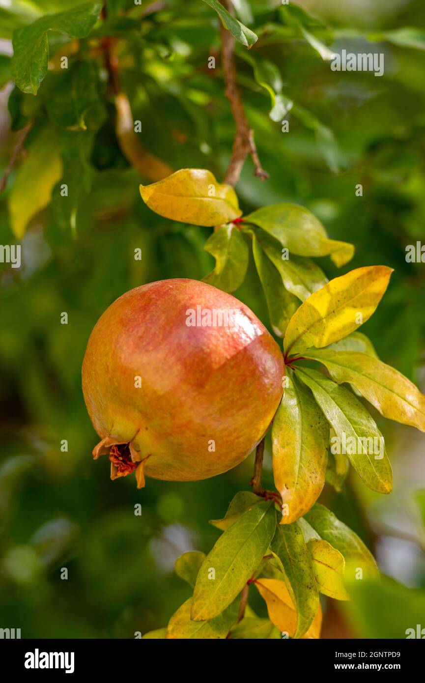 Pomegranate growing on a tree with leaves in greece on the island of ...