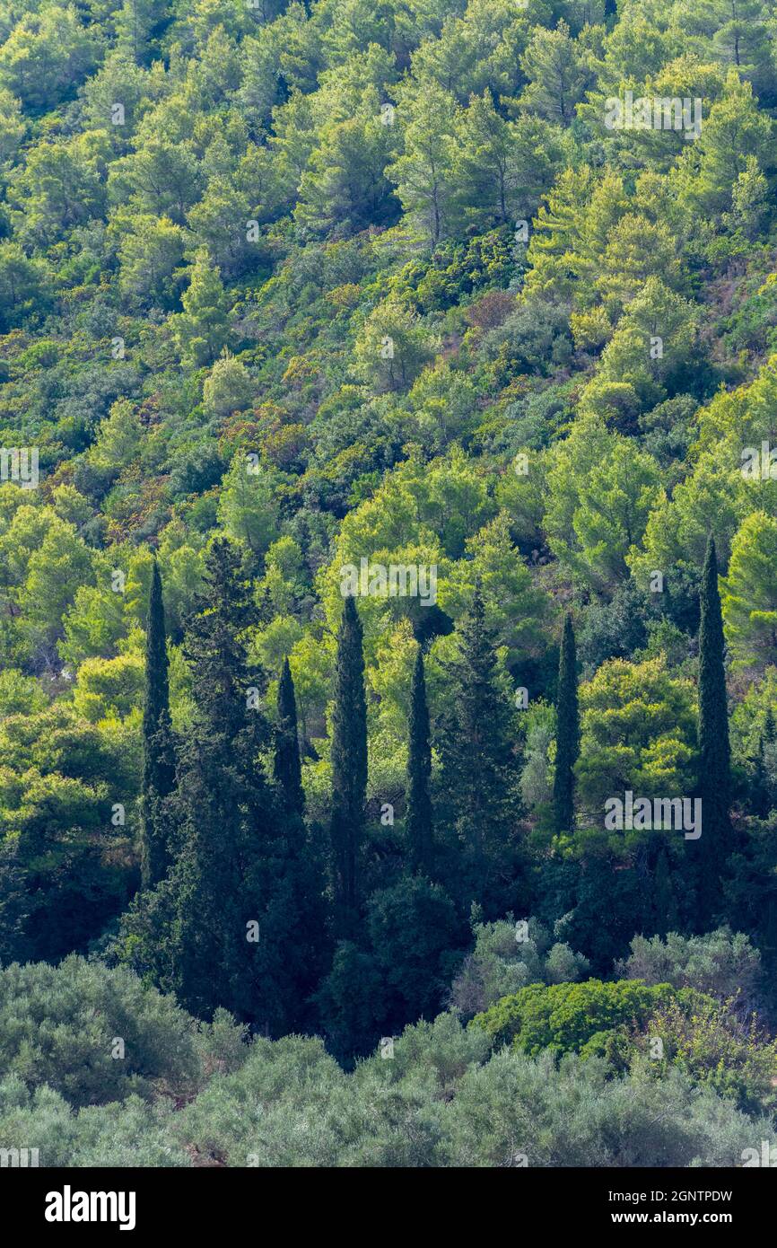 cypress trees and woodland on the greek ionian island of zante or ...