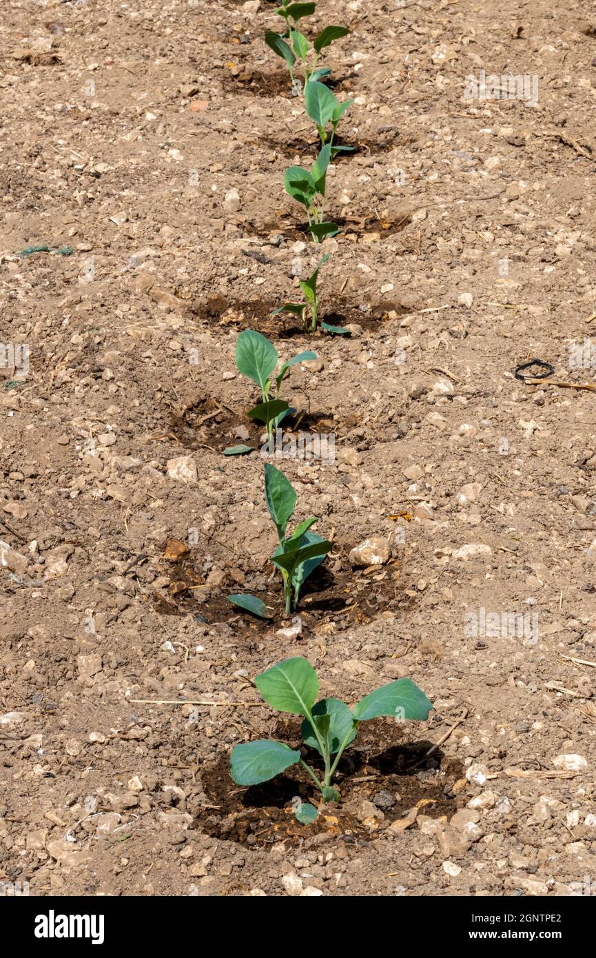 Weak roots hi-res stock photography and images - Alamy