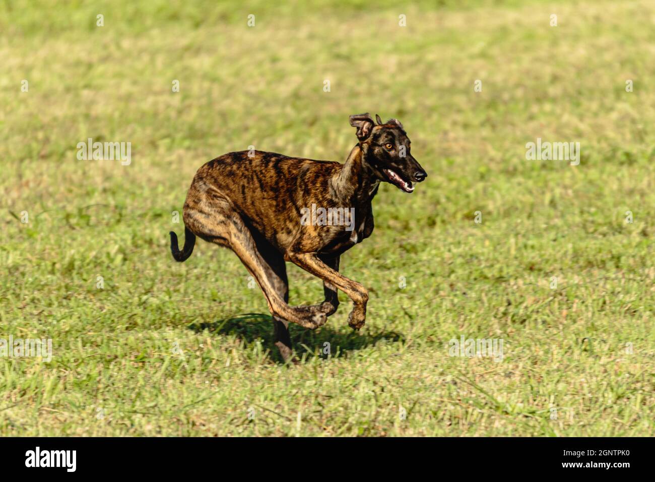 Greyhound dog running and chasing lure on green field Stock Photo - Alamy