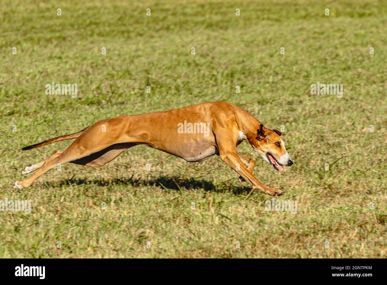 Greyhound dog running and chasing lure on green field Stock Photo - Alamy