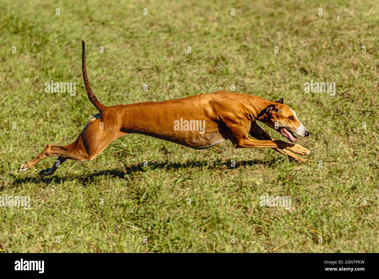 Greyhound dog running and chasing lure on green field Stock Photo - Alamy