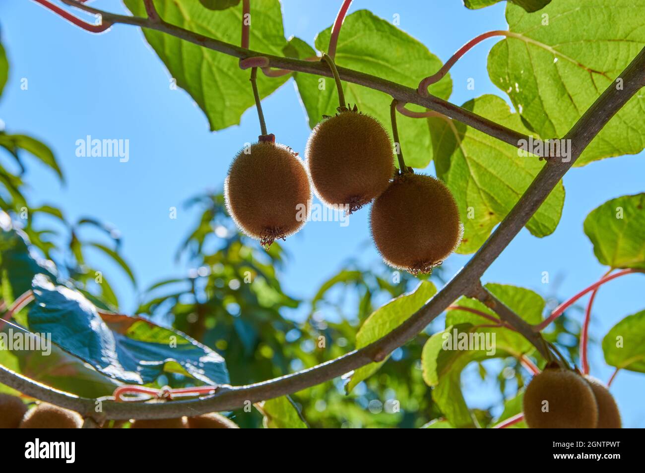 Kiwi tree with kiwi fruits Stock Photo - Alamy