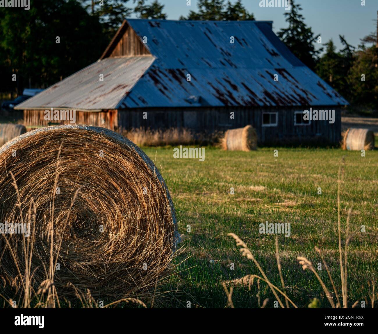 Closeup of a rolled haystack with an old barn under the sunlight in the ...