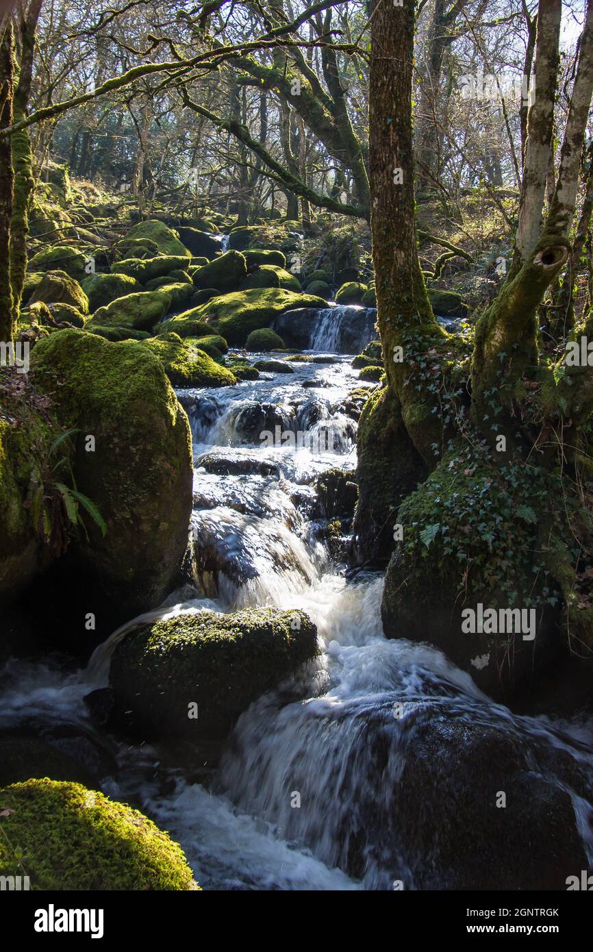 Becka Brook cascades over moss covered rocks in Dartmoor Nation Park ...