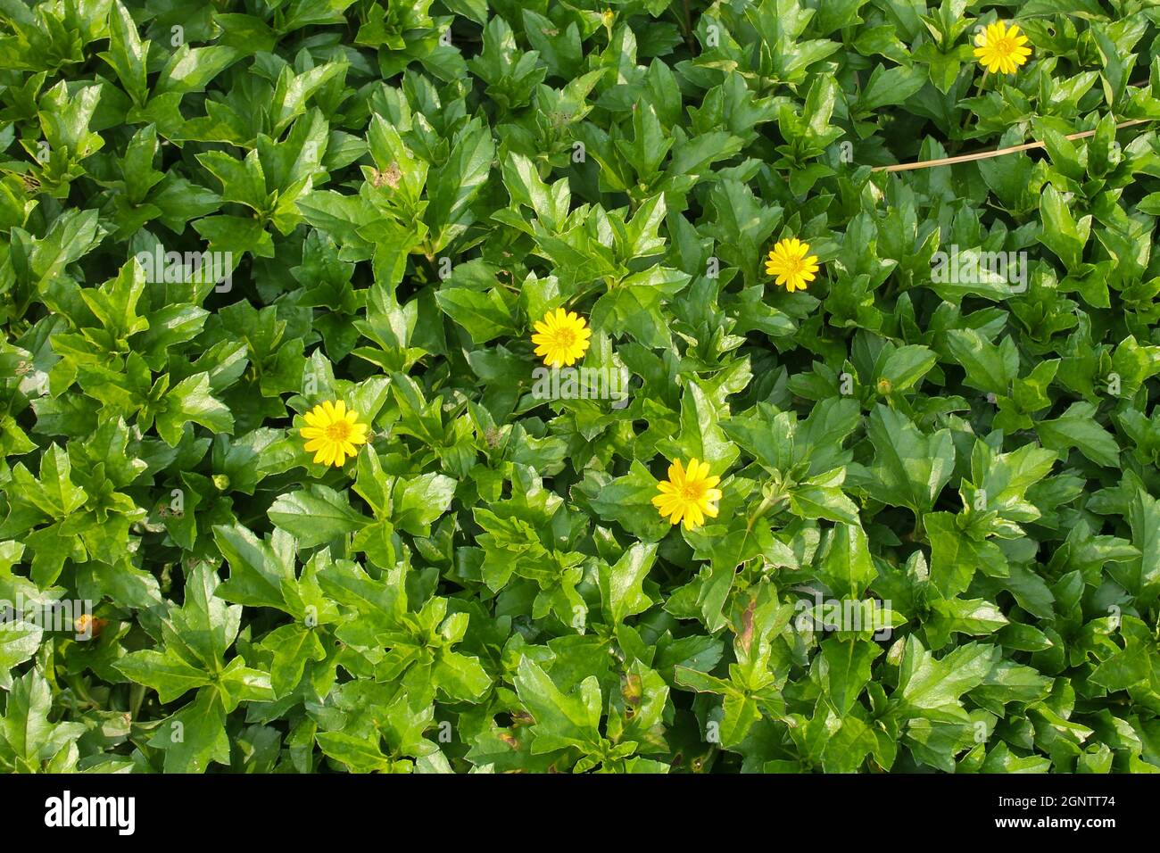 Vivid yellow Wedelia Trilobata flowers growing in the garden amid dense ...
