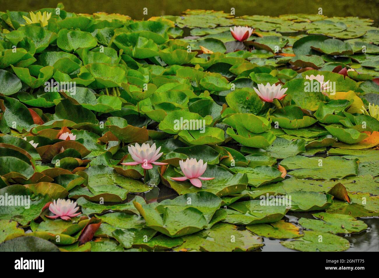 Delicate and beautiful water lilies in the ponds of Wilson Park. The ...