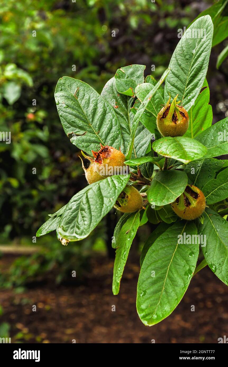 Medlar. Deciduous fruit tree of the Rosaceae family in Wilson Park ...