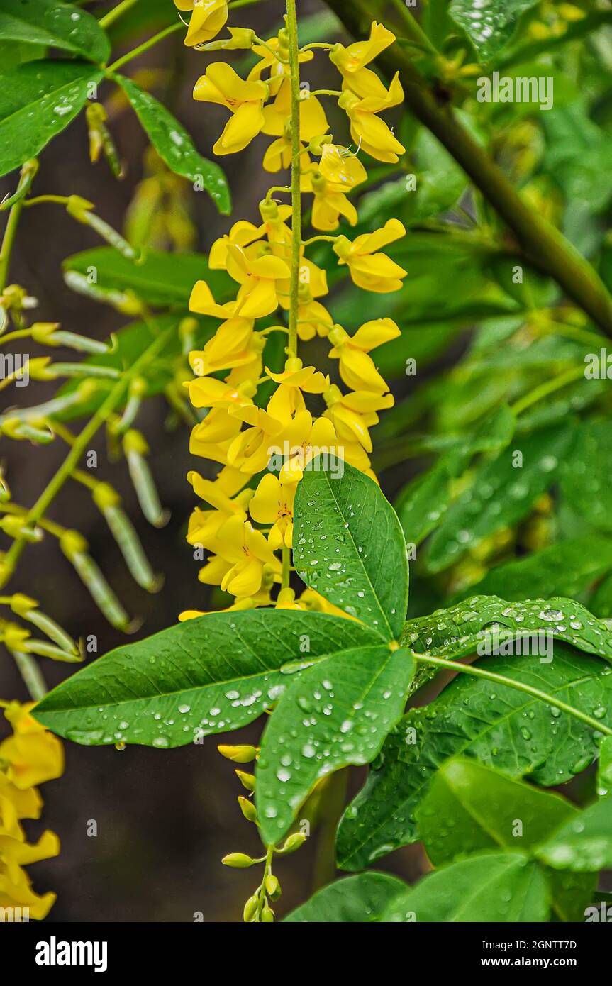 Yellow acacia flowers in Wilson Park, Victoria, Australia on a rainy ...