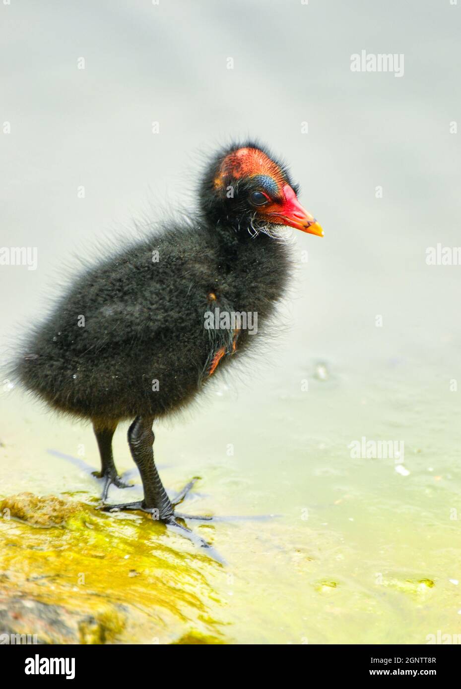 Lake victoria crane hi-res stock photography and images - Alamy