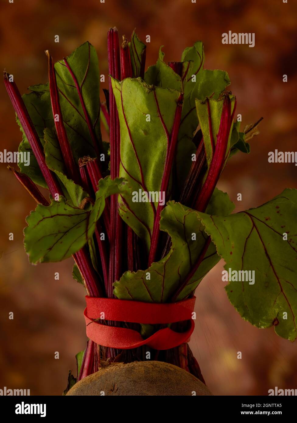 Close up still life of Beetroot against a plain background, high ...