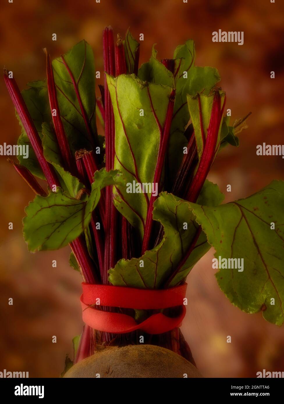 Close up still life of Beetroot against a plain background, high ...