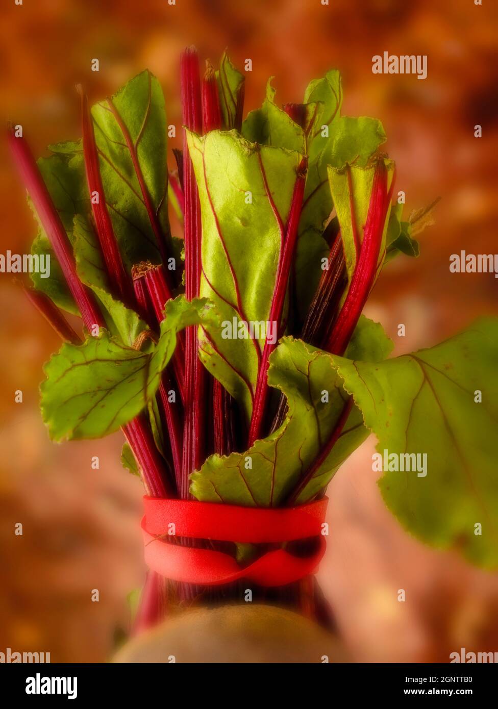 Close up still life of Beetroot against a plain background, high ...