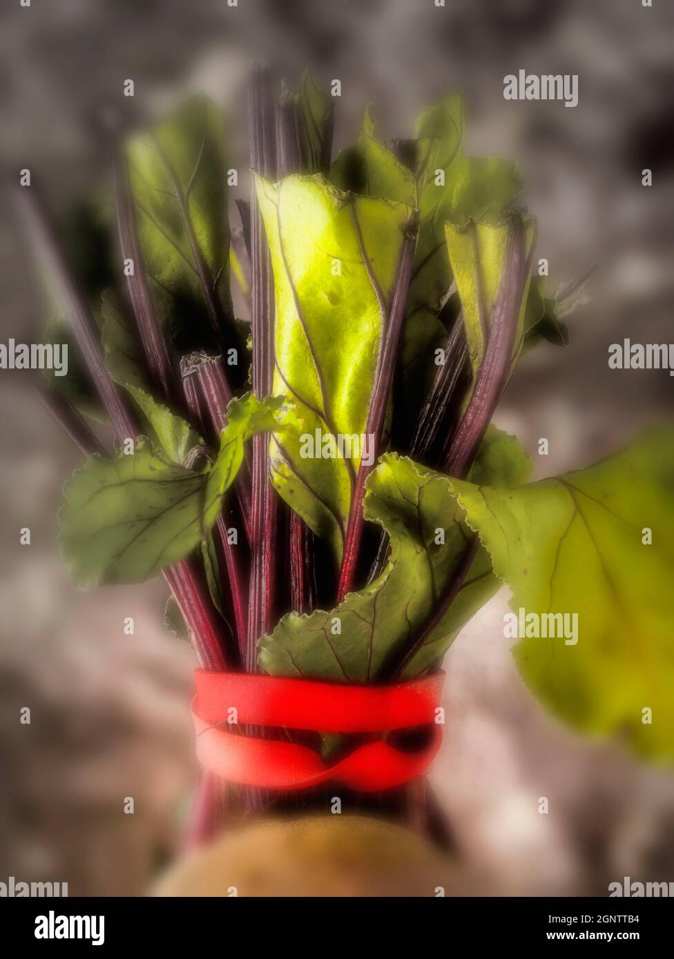 Close up still life of Beetroot against a plain background, high ...