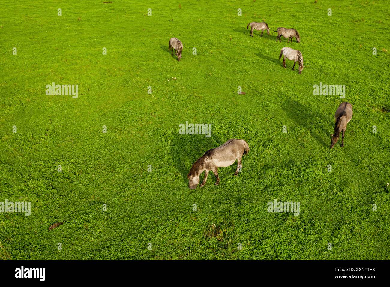 Drone animals hi-res stock photography and images - Alamy