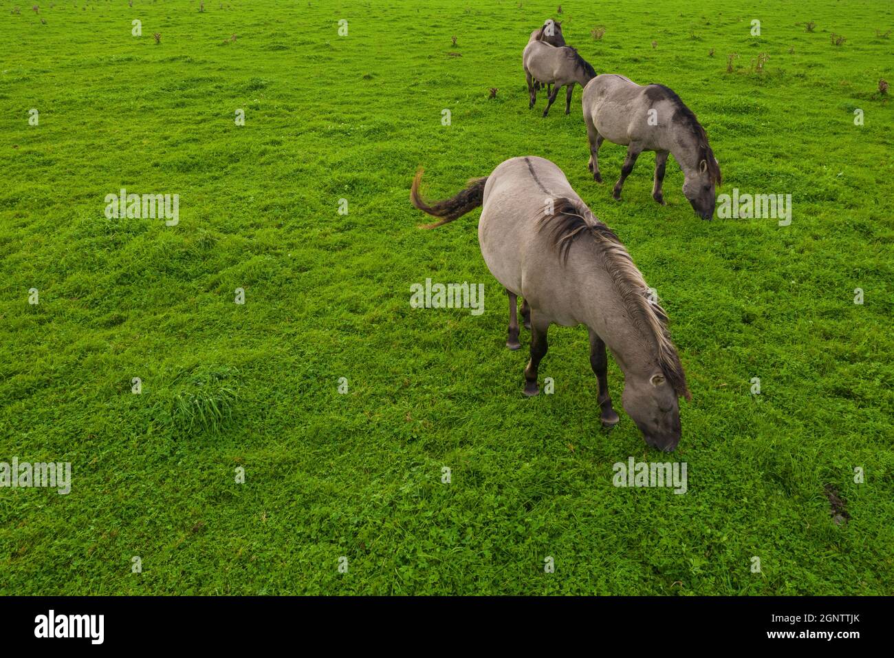 Drone flying over various brown white mustangs and cows running on ...