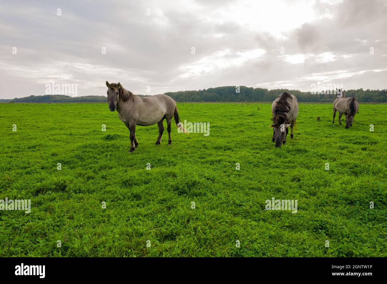 Drone flying around various brown, white mustangs and cows running on ...