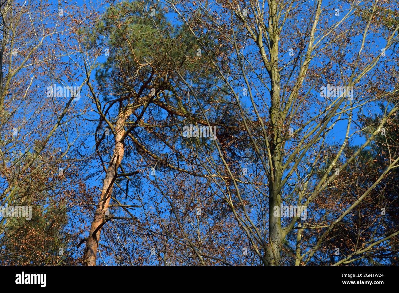 Mixed forest tree hi-res stock photography and images - Alamy