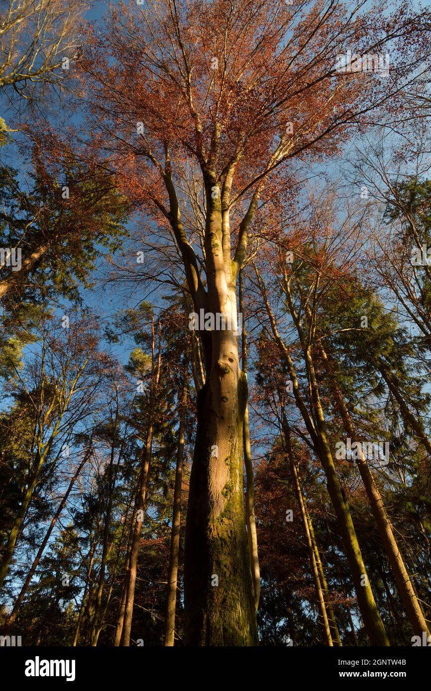 Mixed forest tree hi-res stock photography and images - Alamy