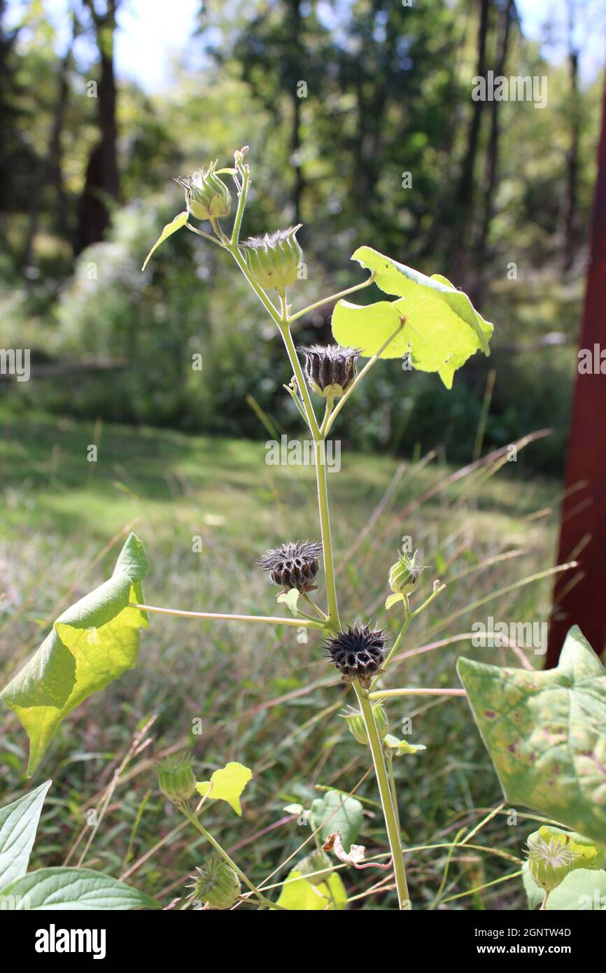 Seed Pods on a Buttonweed Plant Stock Photo - Alamy