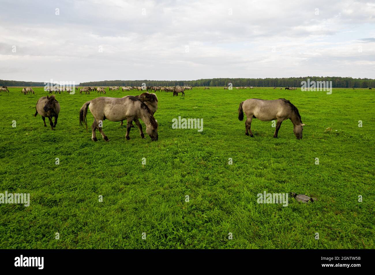 Drone flying around various brown, white mustangs and cows running on ...