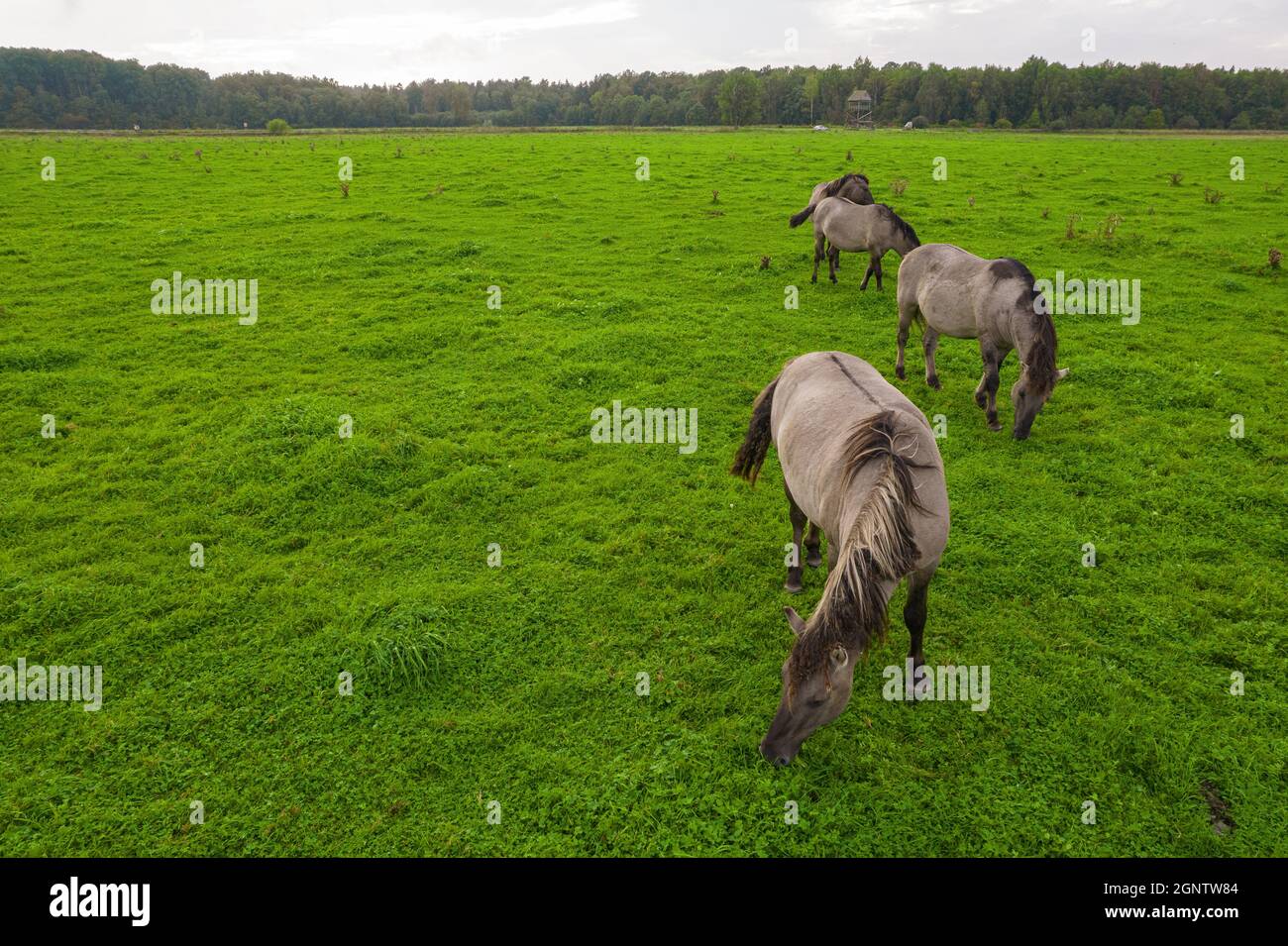 Drone flying over various brown white mustangs and cows running on ...