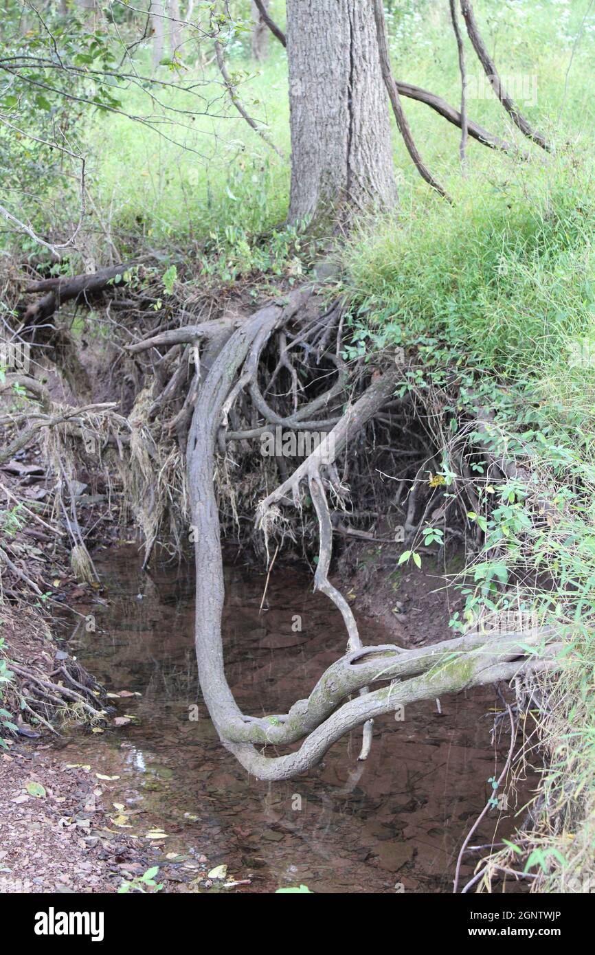 Black Walnut Root System Past Presidents Association For Death