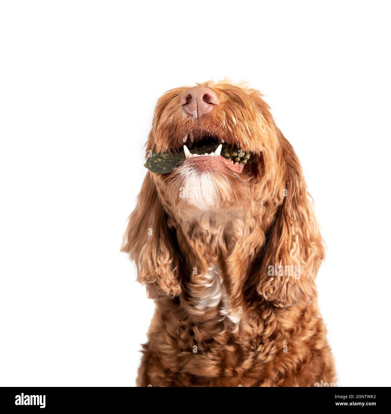 Isolated dog chewing dental treat with head pointed upwards to a smile ...