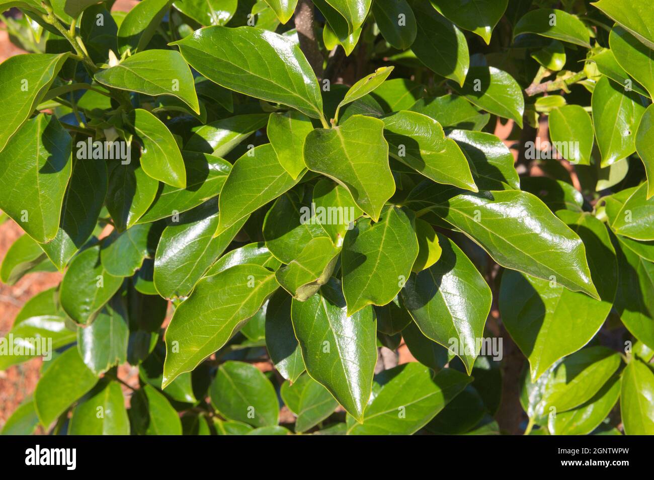 Image of some persimmon branches with the green leaves of a persimmon ...