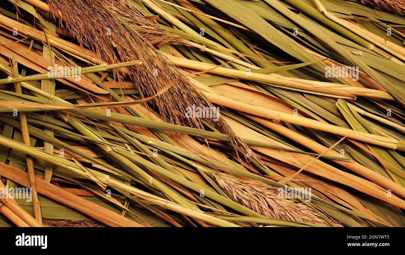 Close-up leaves and branches of dry reeds.Natural background, texture ...