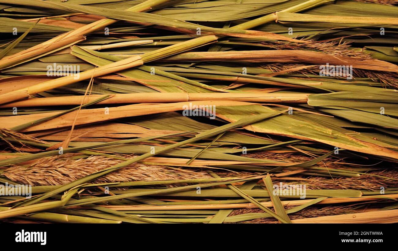 Close-up leaves and branches of dry reeds.Natural background, texture ...