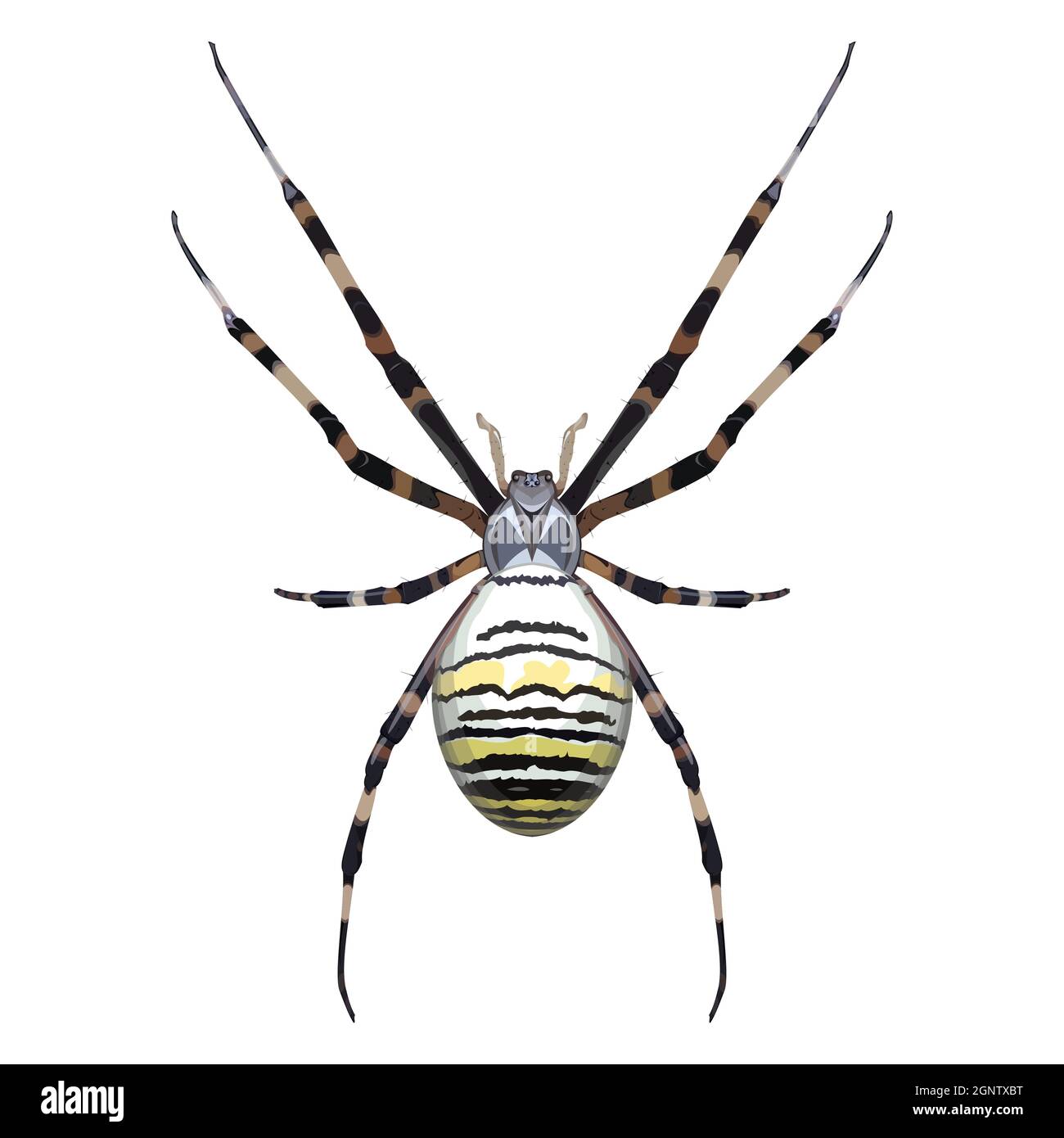 Argiope not aurantia Stock Vector Images - Alamy