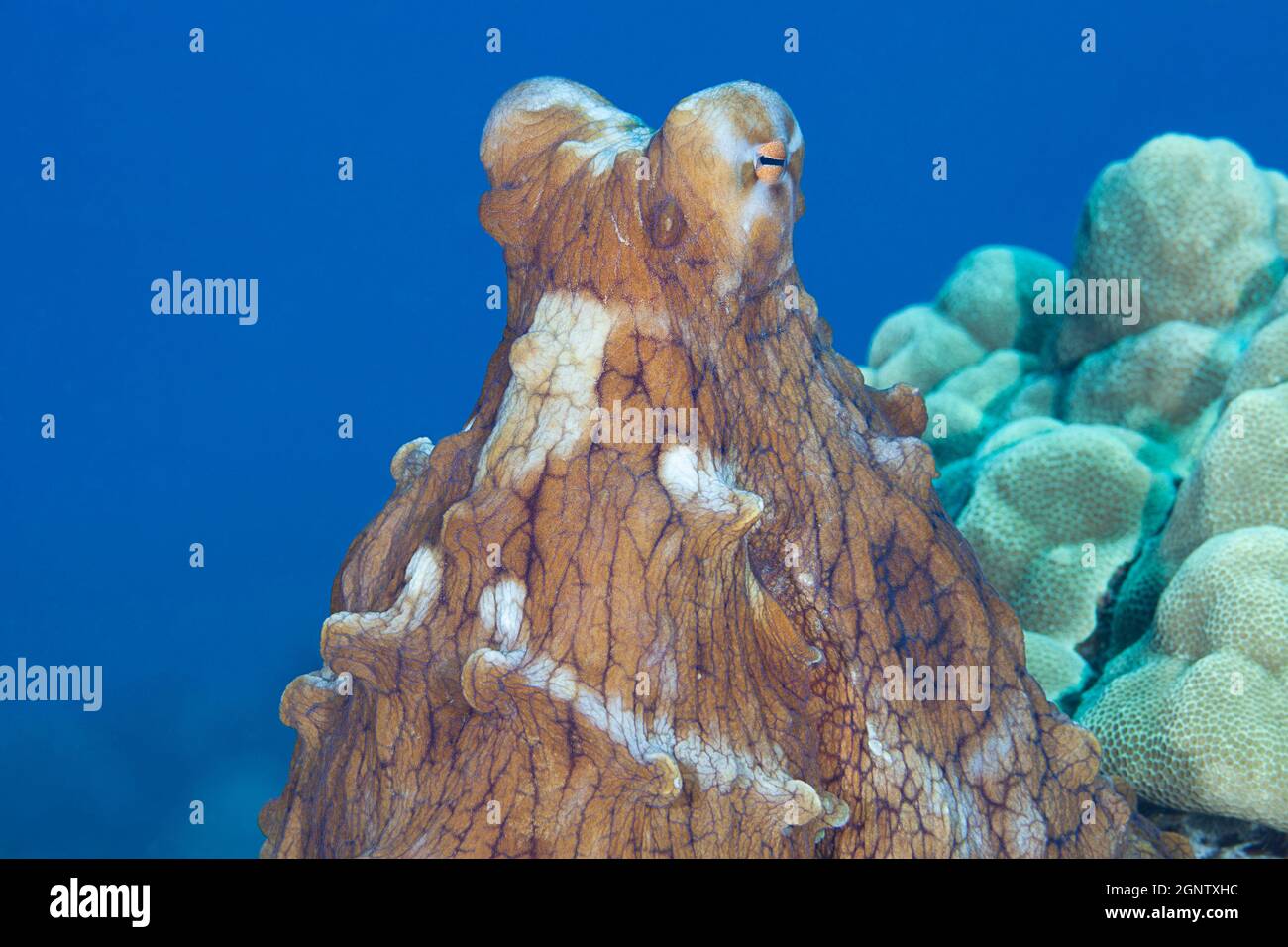 day octopus, big blue octopus, or Cyane's octopus, Octopus cyanea, Long ...