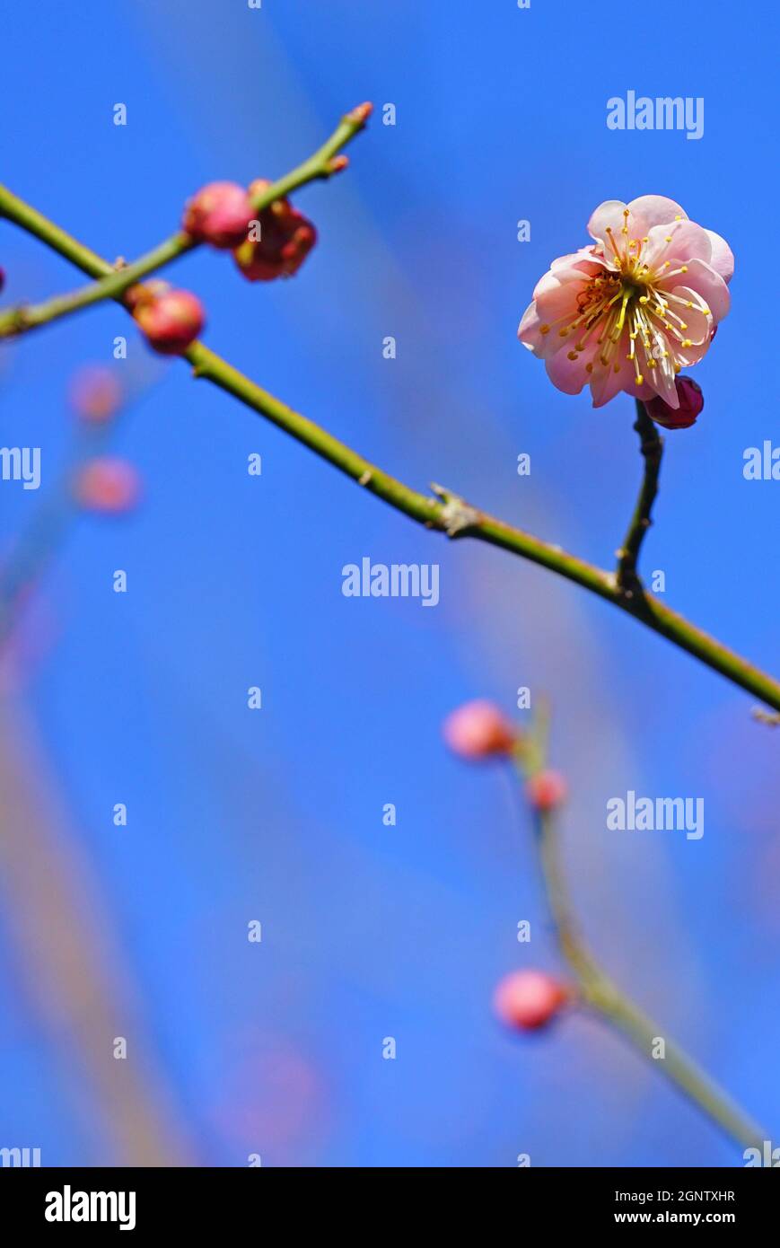 Pink flower blooms of the Japanese ume apricot tree, prunus mume Stock ...