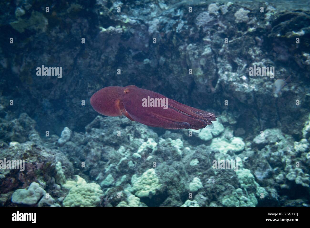 day octopus, big blue octopus, Cyane's octopus, or he'e mauli, Octopus ...