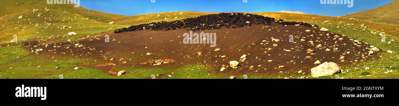 Steatopygous sheep hi-res stock photography and images - Alamy