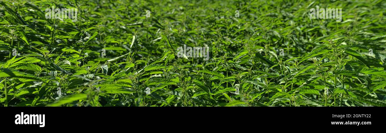 Dwarf nettle urtica urens hi-res stock photography and images - Alamy
