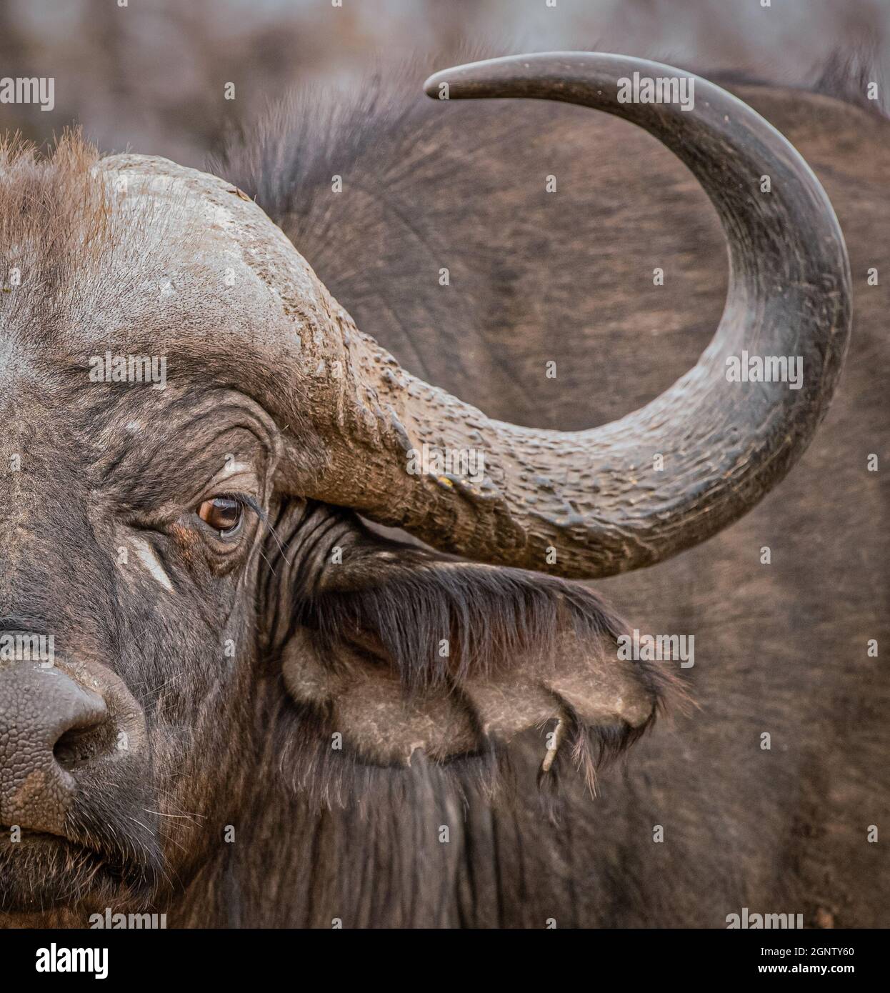 A close up image of a Cape Buffalo in the Kruger National Park, South ...