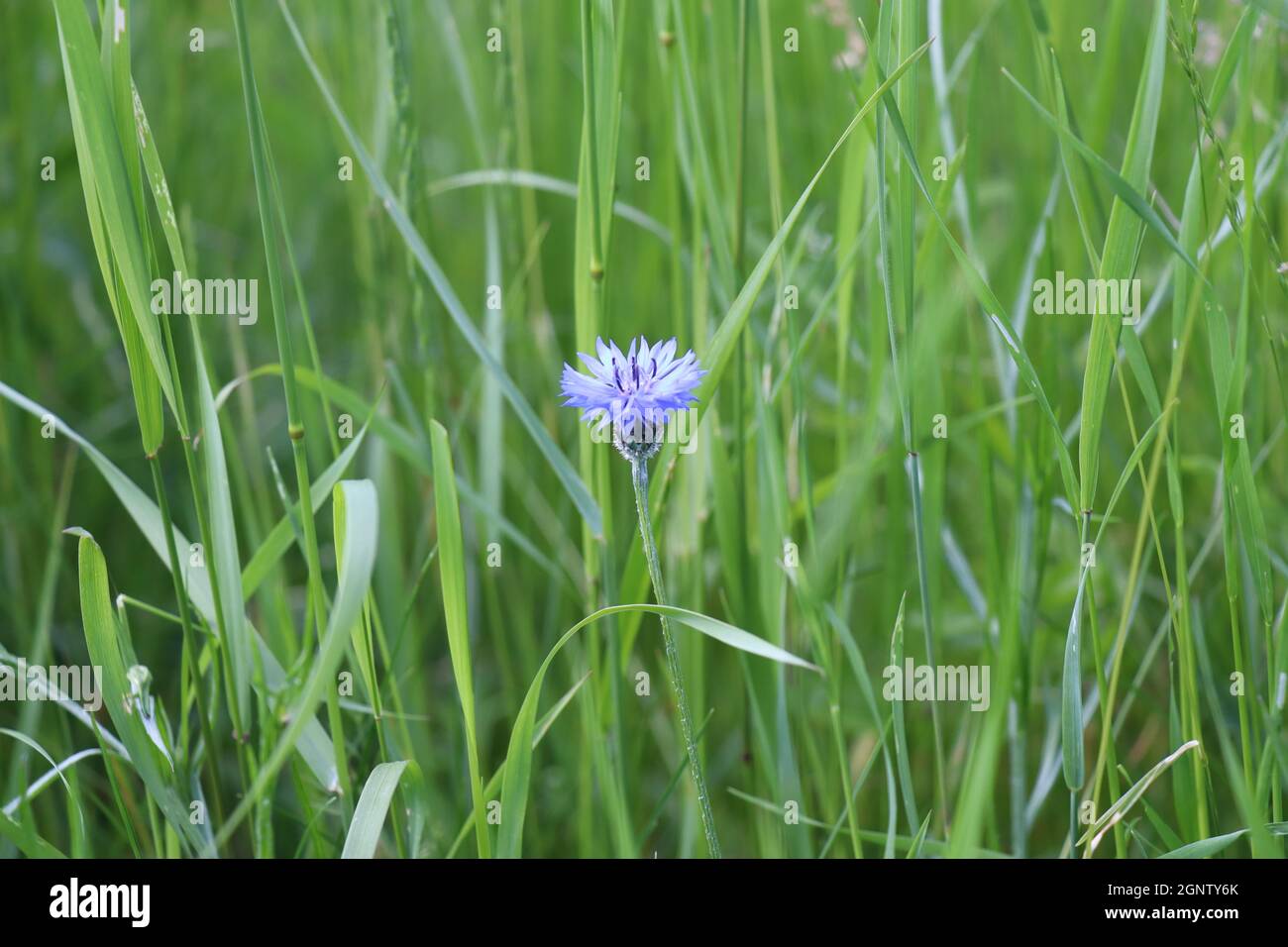 Beautiful little flower hi-res stock photography and images - Alamy