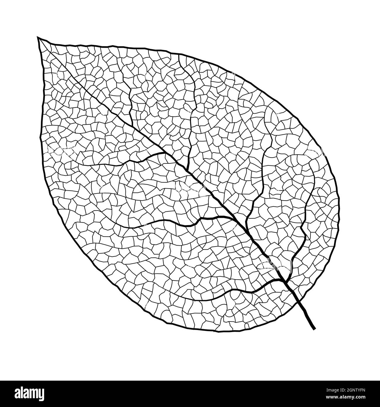Leaf vein vector texture isolated transparent autumn black detail ...