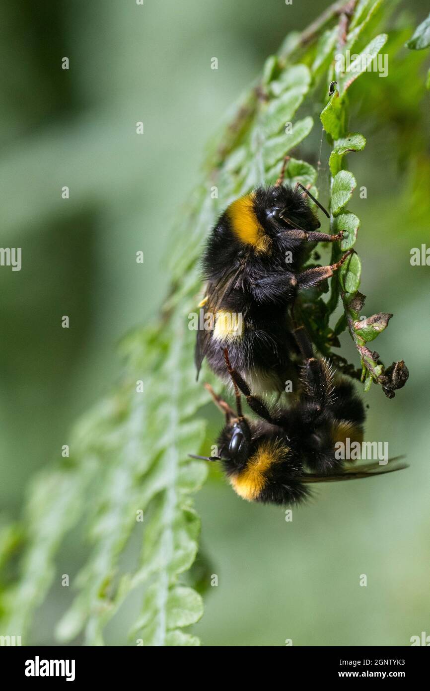 Male and female White-tailed bumblebee (Bombus lucorum) mating Stock ...