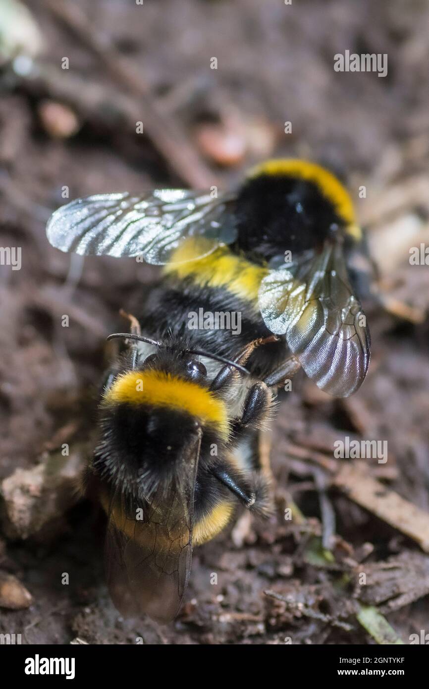 Male and female White-tailed bumblebee (Bombus lucorum) mating Stock ...
