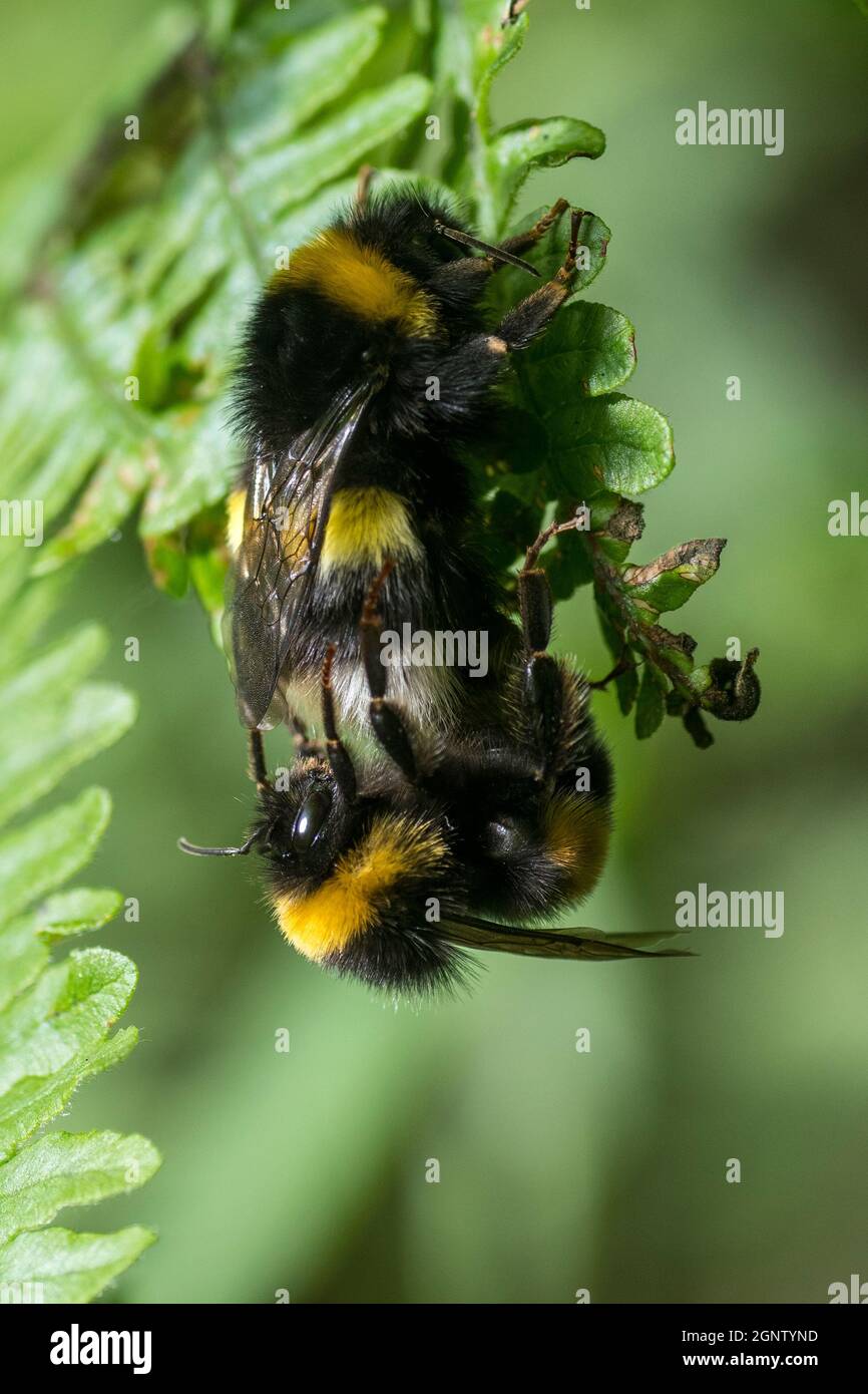 Bombus lucorum male hi-res stock photography and images - Alamy